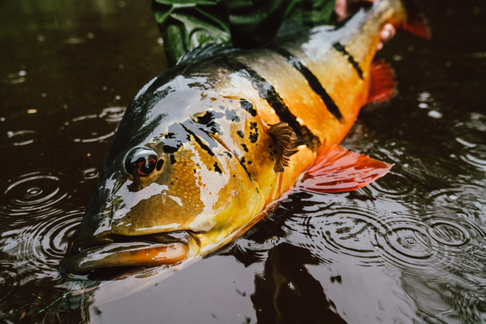 Global Attraction: Peacock Bass Fishing