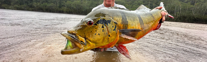 Breaking News: A New IGFA World Record for the Largest Peacock Bass! It ...