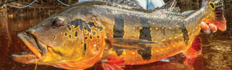 Rio Marié Featured in the 2025 IGFA World Record Game Fishes Book ...