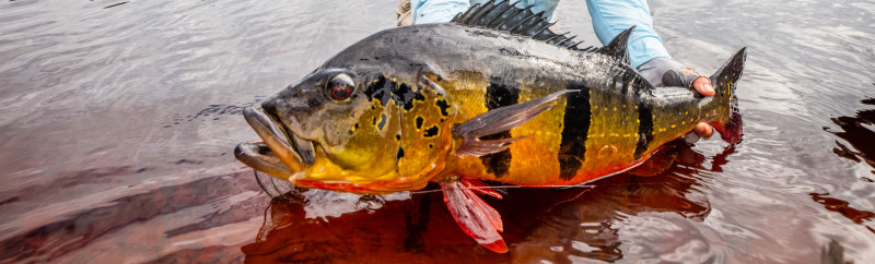 Embark on the Ultimate Amazon Fly-Fishing Adventure