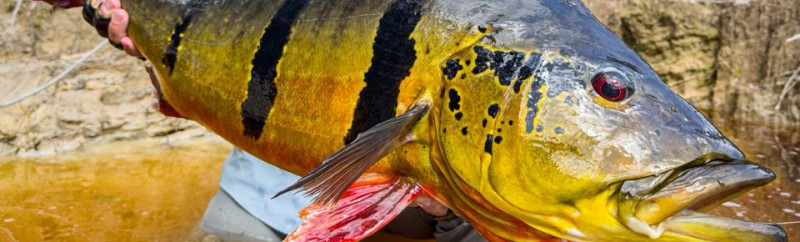 Marié 2025 Season Fishing Report | Giants and Meaningful Moments ...